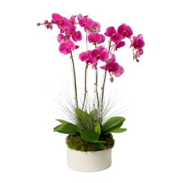 Four Stem Purple Phalaenopsis Orchid Planter